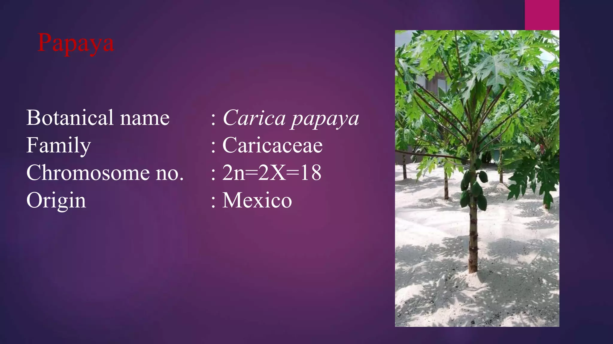 Cultivation Of Papaya | PPTX