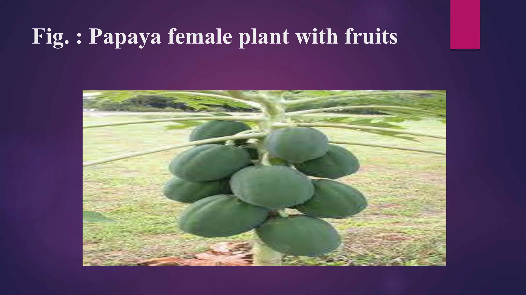 Cultivation Of Papaya | PPTX
