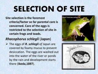 Presentation on Parental care in Amphibians | PPTX