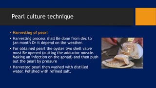 Pearl culture | PPTX