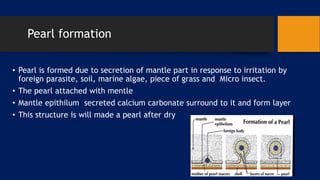 Pearl culture | PPTX