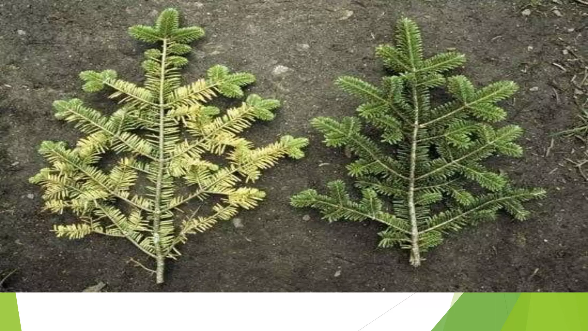 Presentation on photochemical smog (1) final.pptx