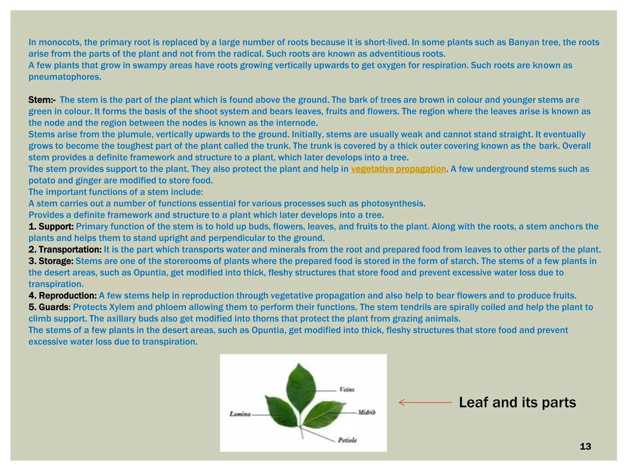 Presentation on Photography of plants.pptx