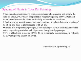 Presentation on pigeon pea | PPTX