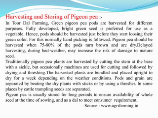 Presentation on pigeon pea | PPTX