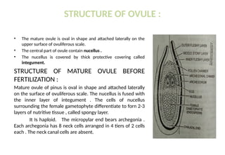 PRESENTATION ON PINUS Bsc-II 3rd Sem.pptx