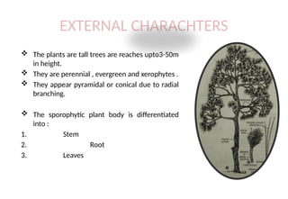 PRESENTATION ON PINUS Bsc-II 3rd Sem.pptx