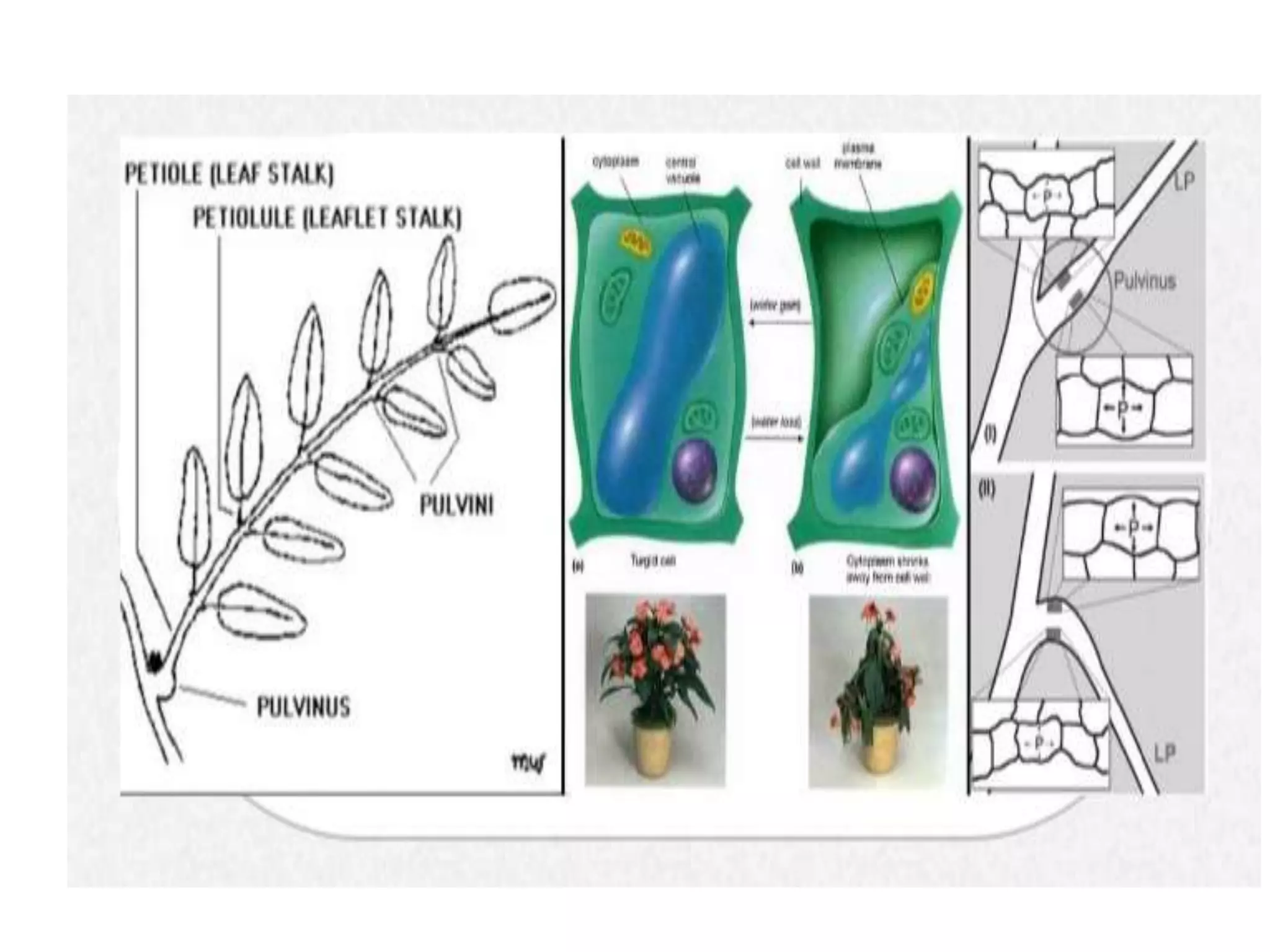 Presentation on plant movement | PPT