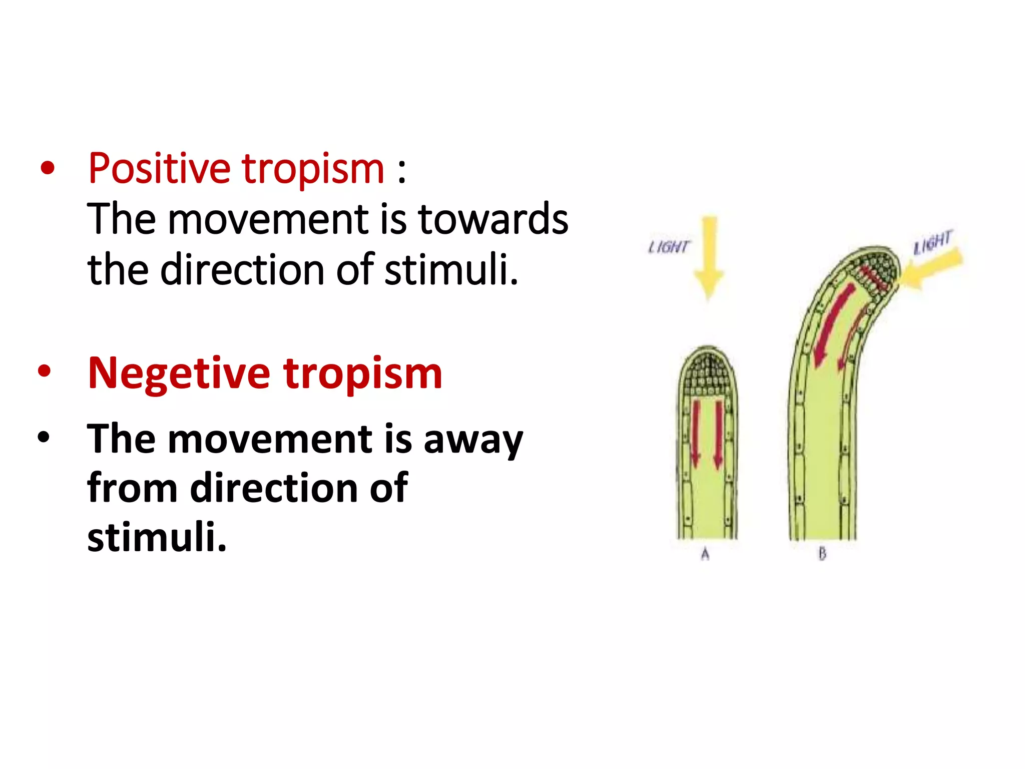 Presentation on plant movement | PPT