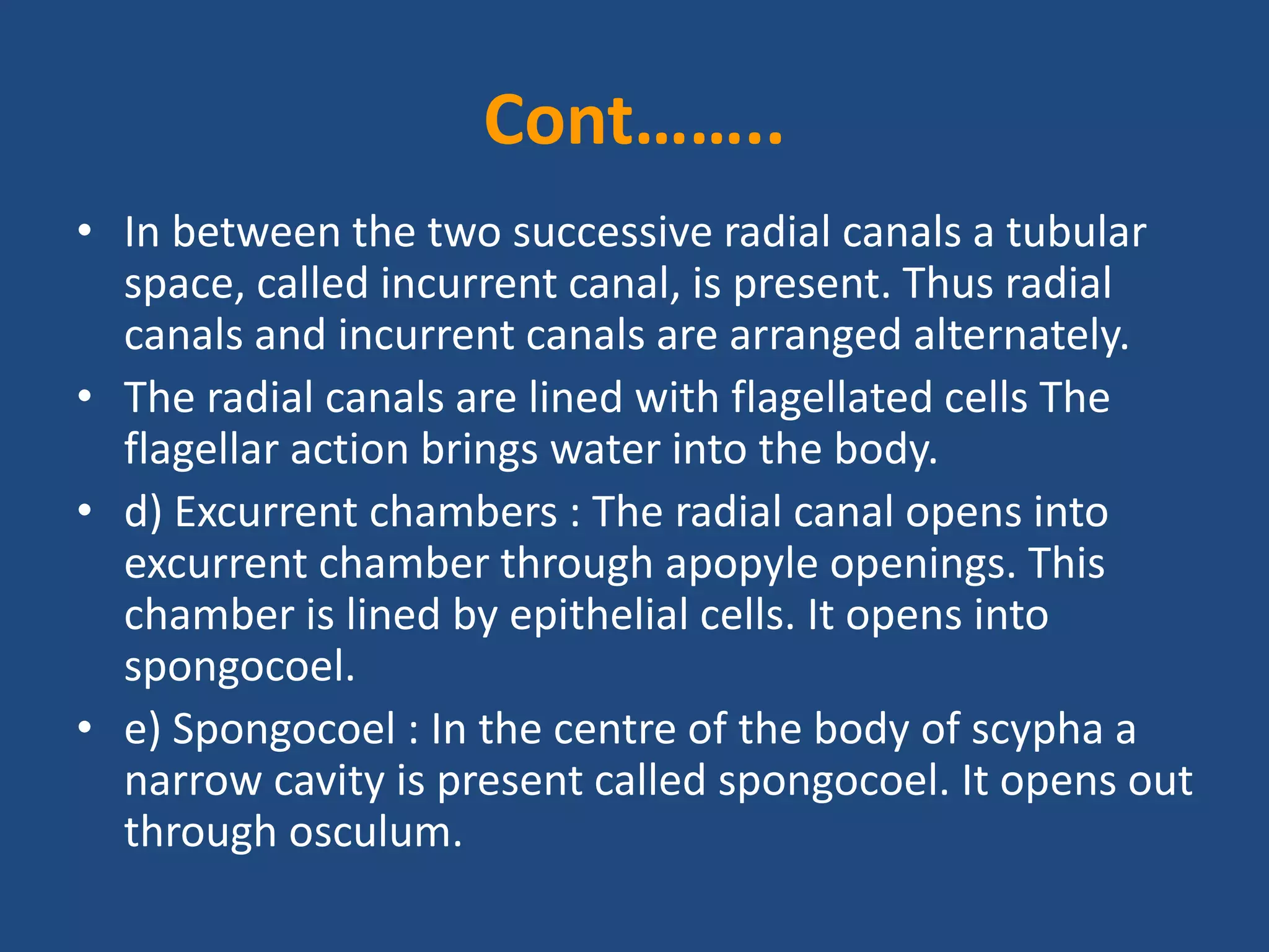 Presentation on porifera | PPTX