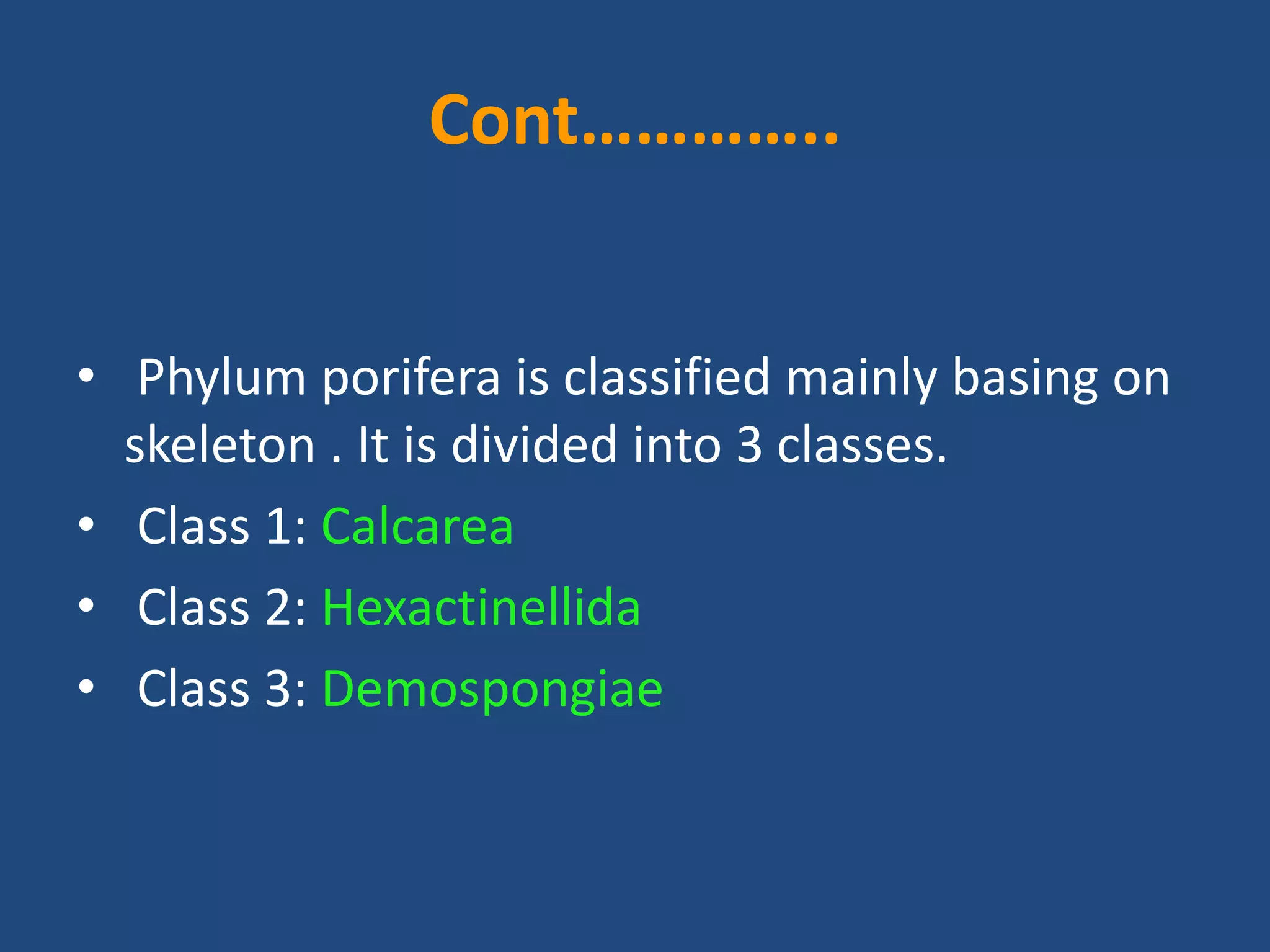 Presentation on porifera | PPTX