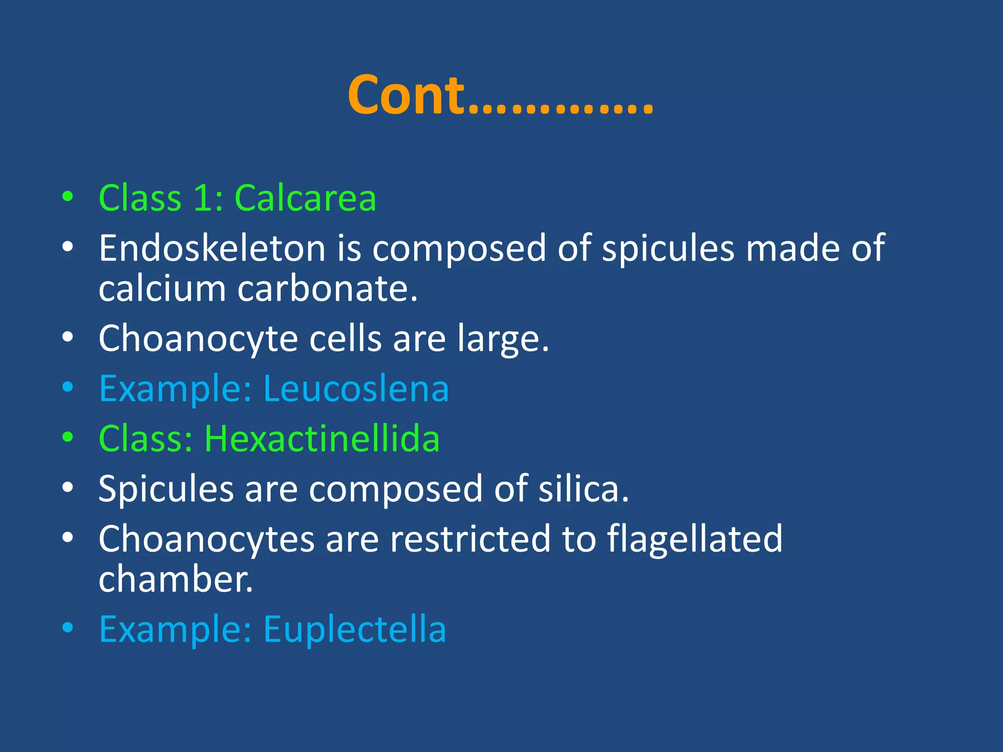 Presentation on porifera | PPTX