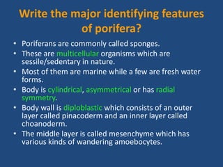 Presentation on porifera | PPTX
