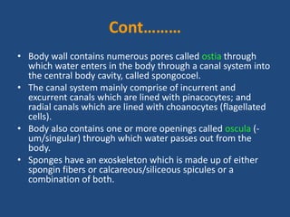 Presentation on porifera | PPTX