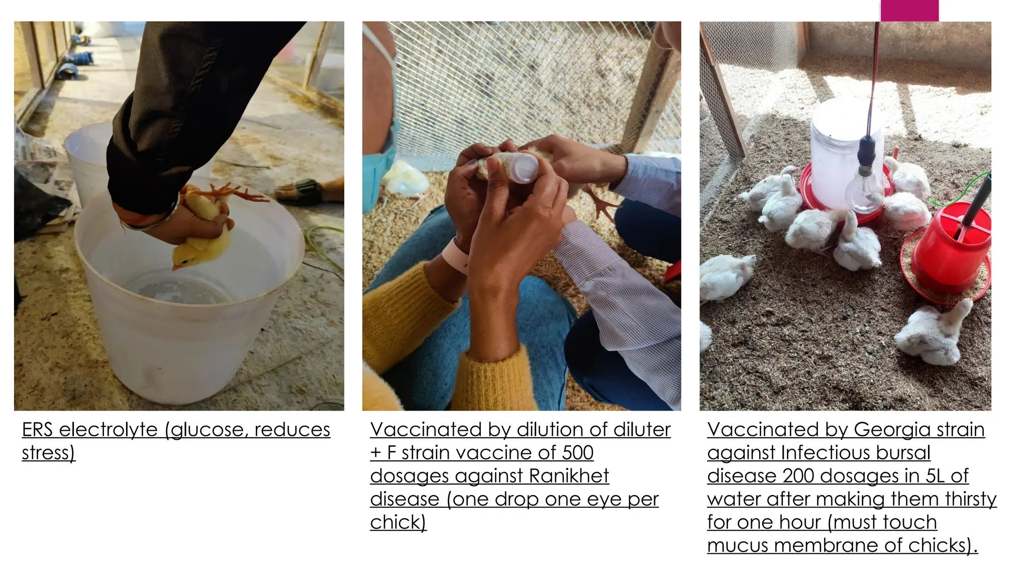 Detailed Poultry Production and Feeding Records. | PPTX | Veterinary Medicine | Pets