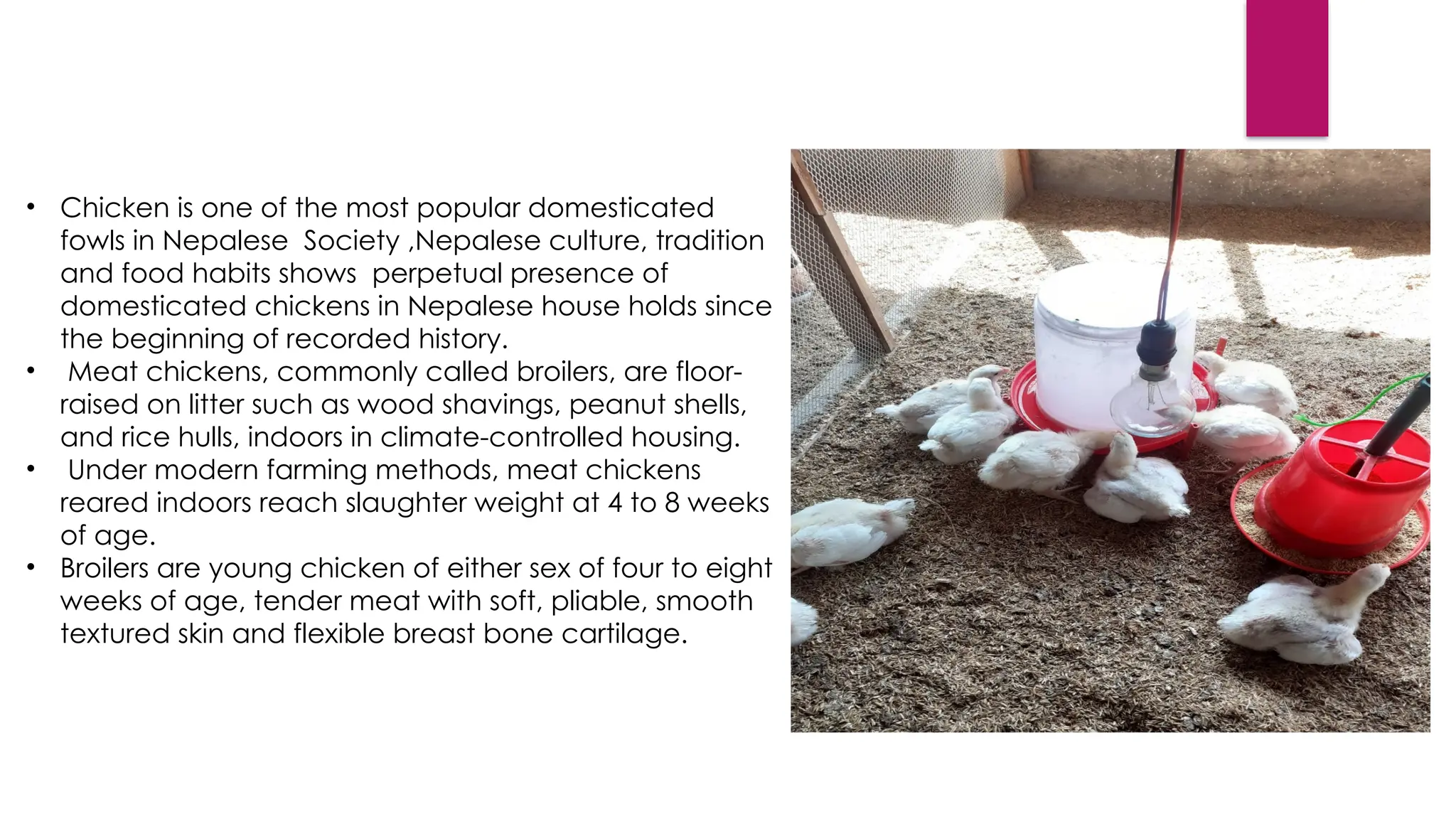 Detailed Poultry Production and Feeding Records. | PPTX | Veterinary ...