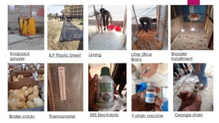 Detailed Poultry Production and Feeding Records. | PPTX