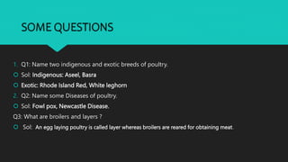 Presentation on Poultry Farming | PPTX