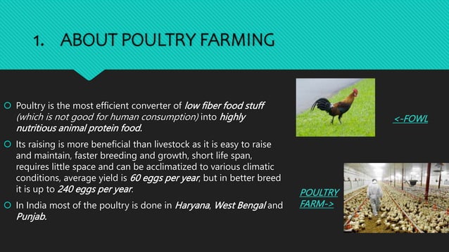 Presentation on Poultry Farming | PPTX