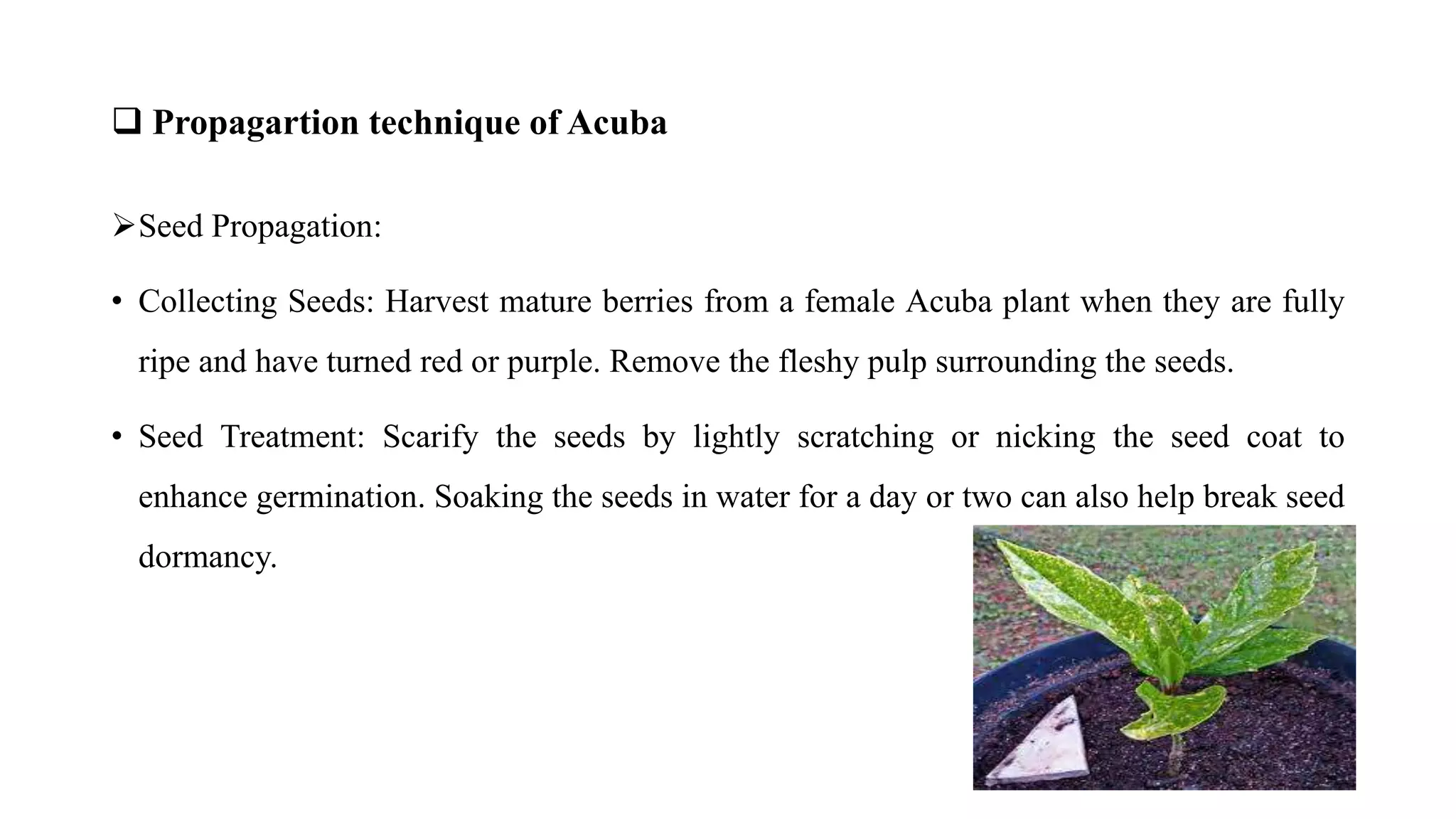 Presentation on production technique of cycads ,areca | PPTX