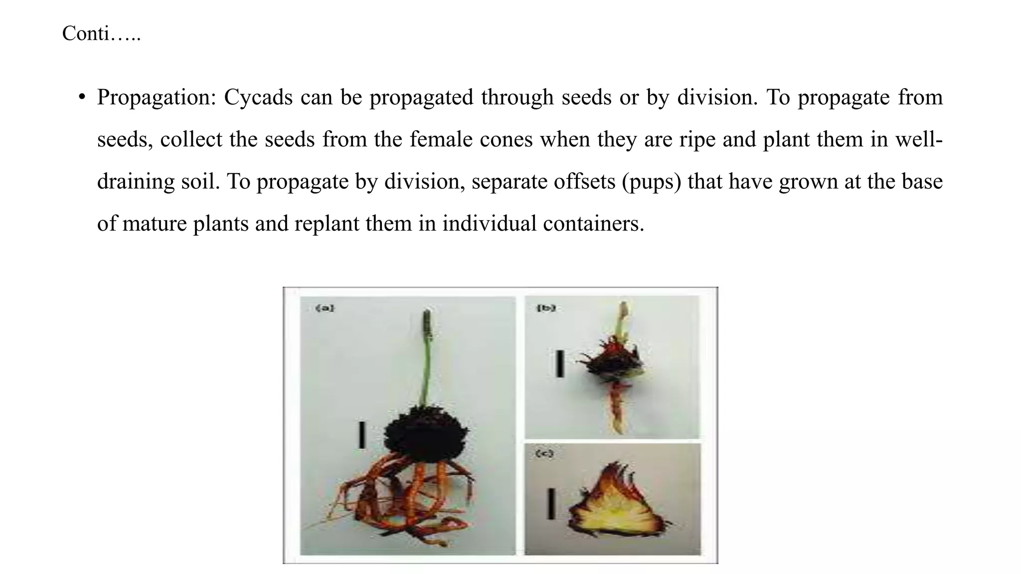 Presentation on production technique of cycads ,areca | PPTX