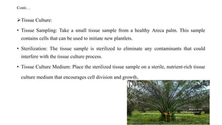 Presentation on production technique of cycads ,areca | PPTX