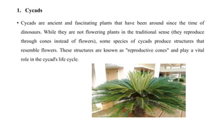 Presentation on production technique of cycads ,areca | PPTX