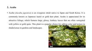 Presentation on production technique of cycads ,areca | PPTX