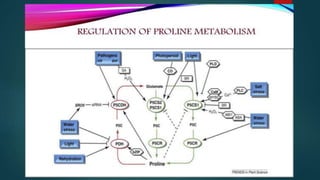Presentation on proline | PPTX