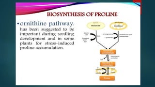 Presentation on proline | PPTX