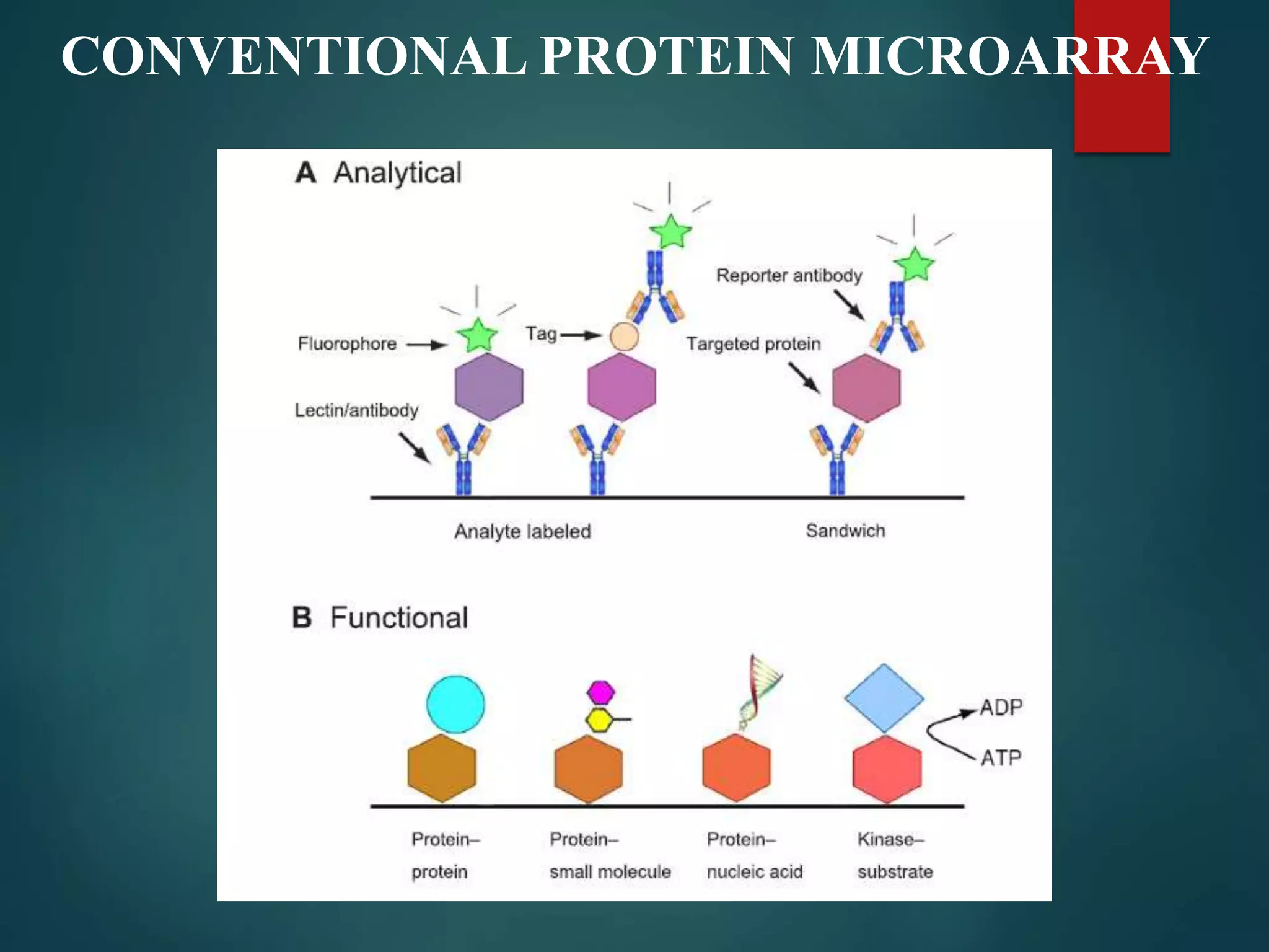 Presentation on protein Array | PPTX