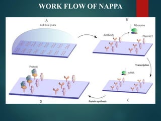 Presentation on protein Array | PPTX