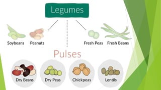 Presentation on pulses | PPTX