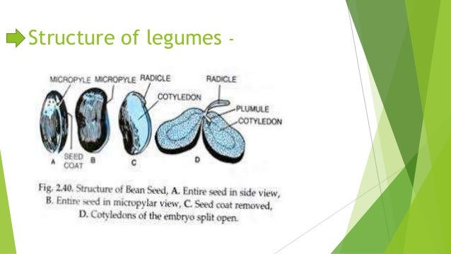 Presentation on pulses