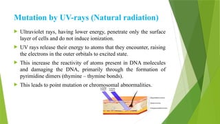 presentation on Radiation exposure and genetic mutation.pptx