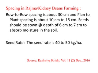 Presentation on rajma | PPTX