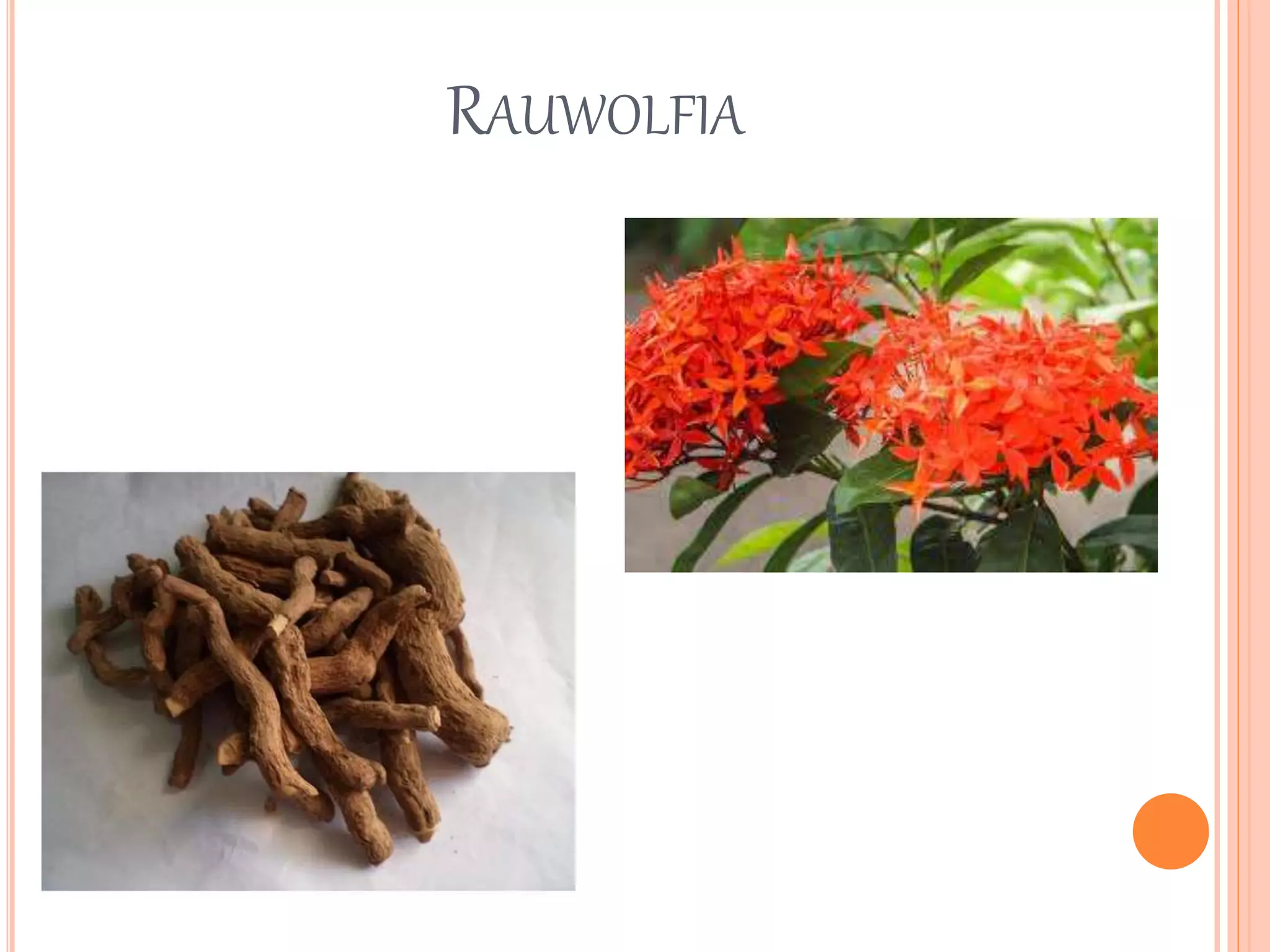 Presentation On Rauwolfia.pptx