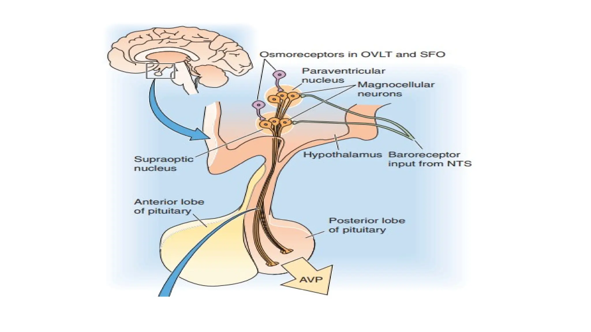 PRESENTATION ON REGULATION OF EXTRACELLULAR FLUID.pptx