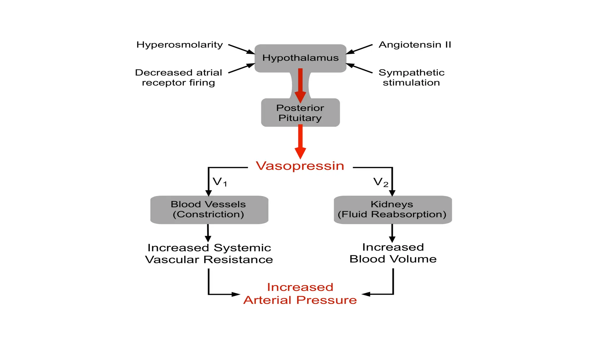 PRESENTATION ON REGULATION OF EXTRACELLULAR FLUID.pptx