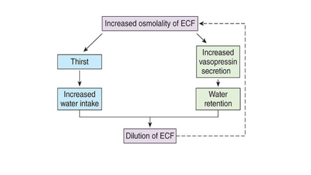 PRESENTATION ON REGULATION OF EXTRACELLULAR FLUID.pptx