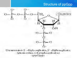 Presentation on role of nucleotide | PPT