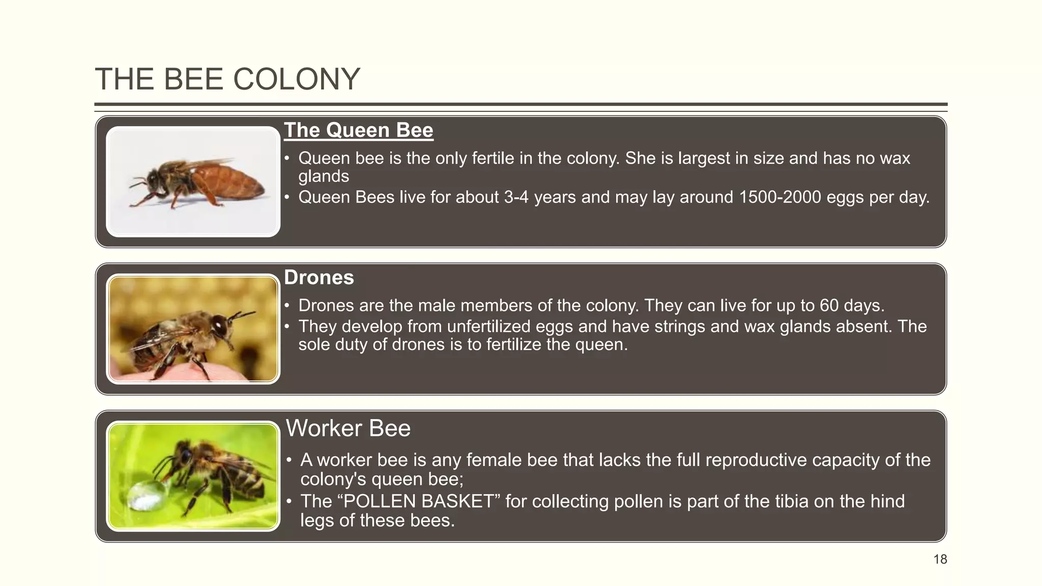 Presentation on rural agriculture work experience (RAWE) Original (1).pptx
