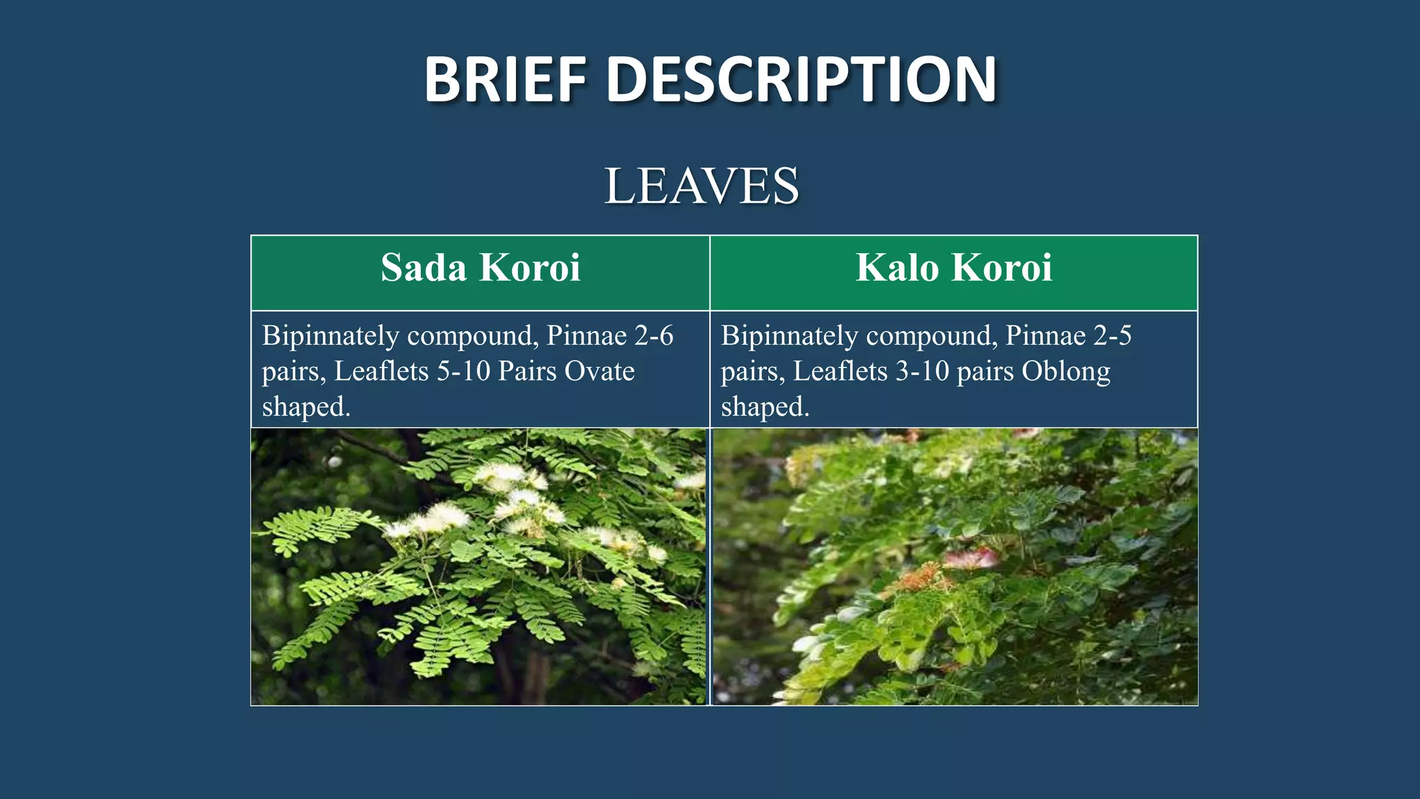 Presentation on Silvan Features of Lebbeck or Lebbek tree or Siris tree ...