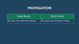 Presentation on Silvan Features of Lebbeck or Lebbek tree or Siris tree ...