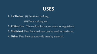 Presentation on Silvan Features of Lebbeck or Lebbek tree or Siris tree ...