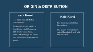 Presentation on Silvan Features of Lebbeck or Lebbek tree or Siris tree ...