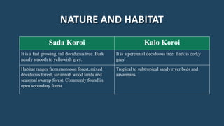 Presentation on Silvan Features of Lebbeck or Lebbek tree or Siris tree ...