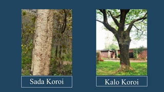 Presentation on Silvan Features of Lebbeck or Lebbek tree or Siris tree ...