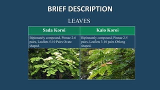 Presentation on Silvan Features of Lebbeck or Lebbek tree or Siris tree ...