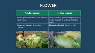 Presentation on Silvan Features of Lebbeck or Lebbek tree or Siris tree ...